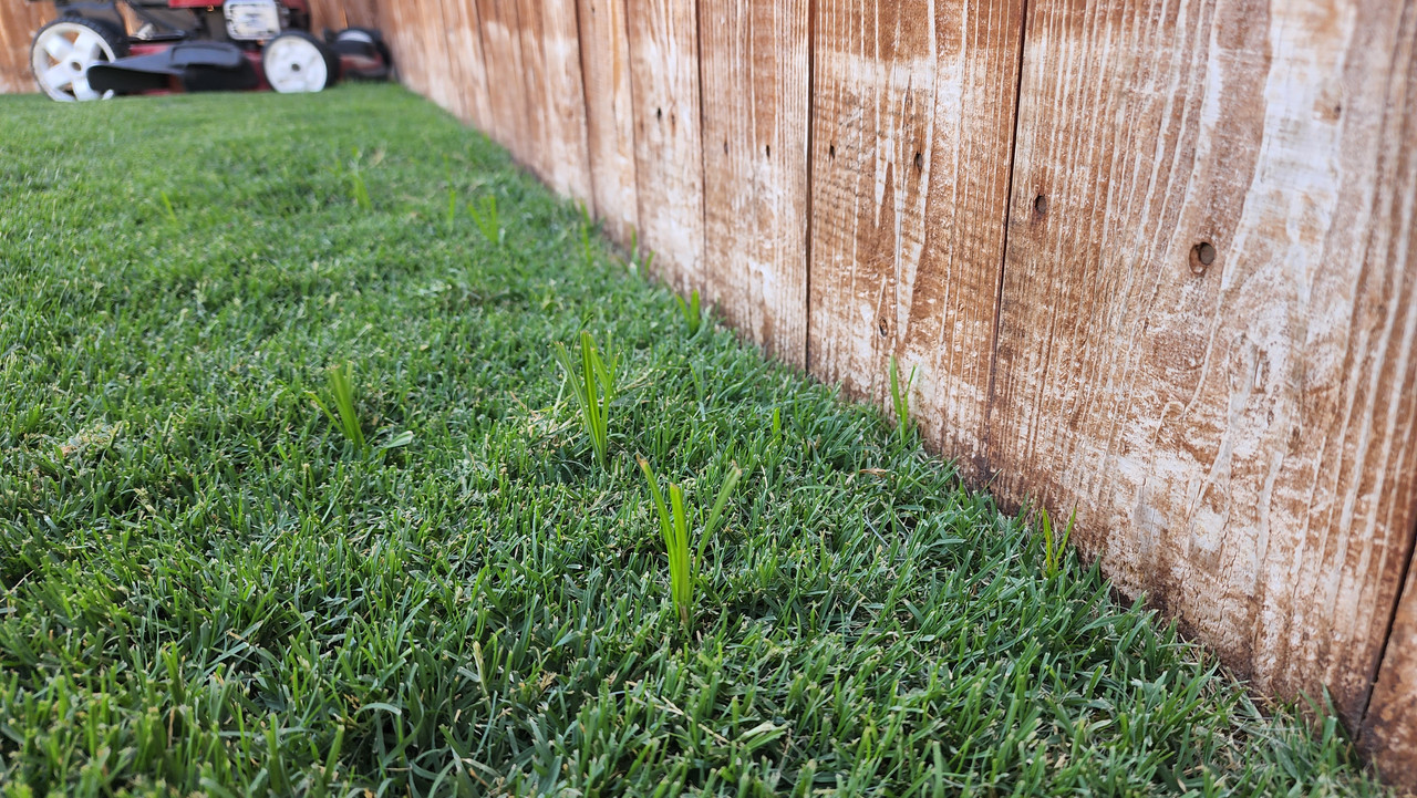 Can someone please help me identify this evil invader? | Lawn Care Forum