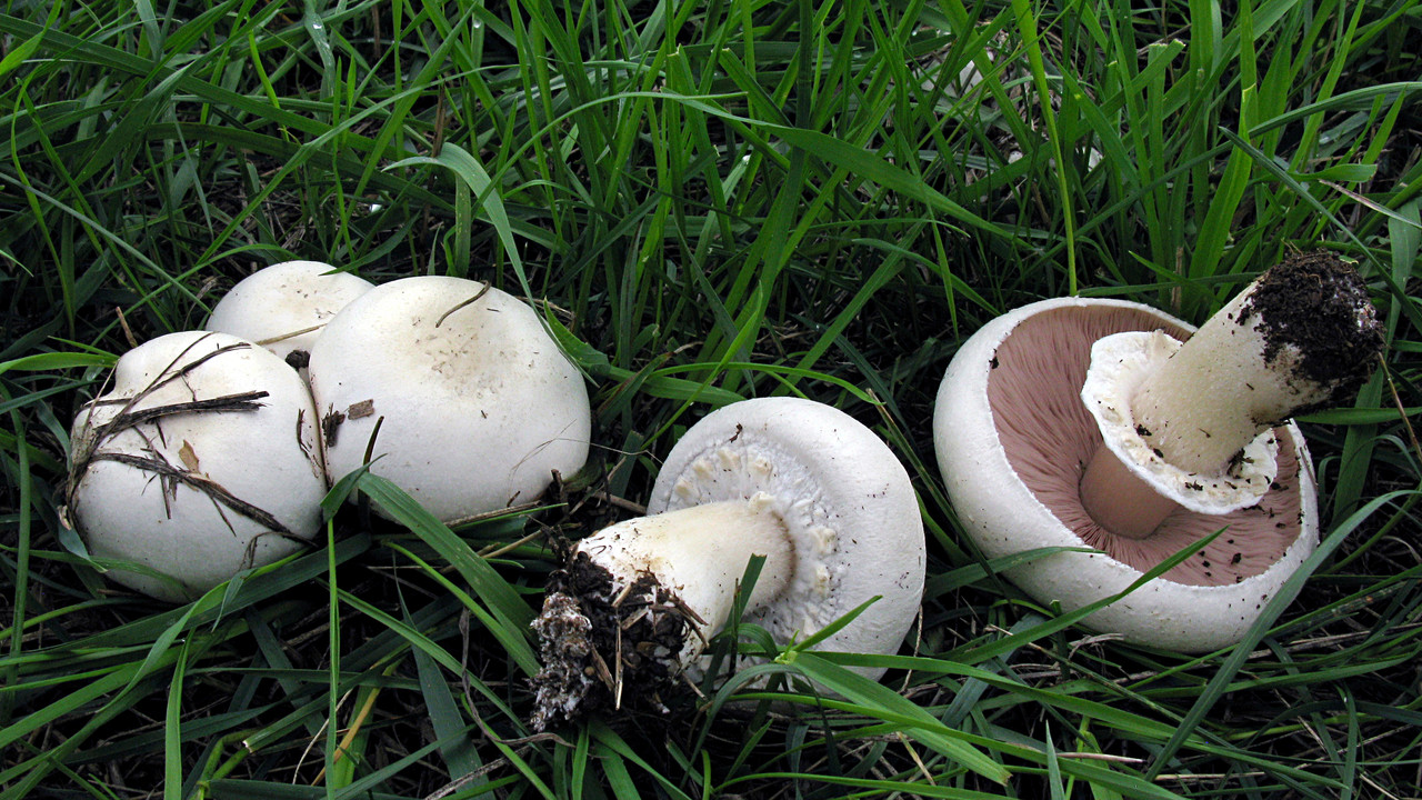 Agaricus arvensis AWP 20191007 — Postimages