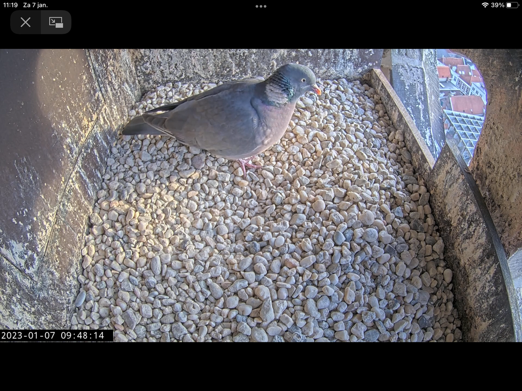 E7 FF52 AE C1 BD 48 FD A22 A DE42 E65 B3867 — Postimages