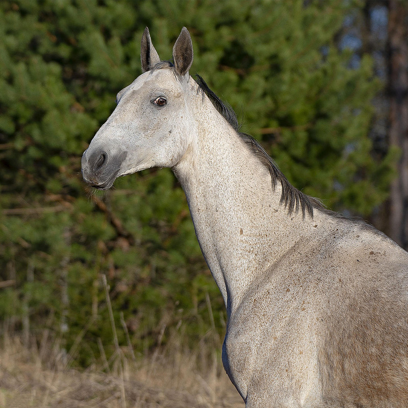 biography tack feed career highlights
