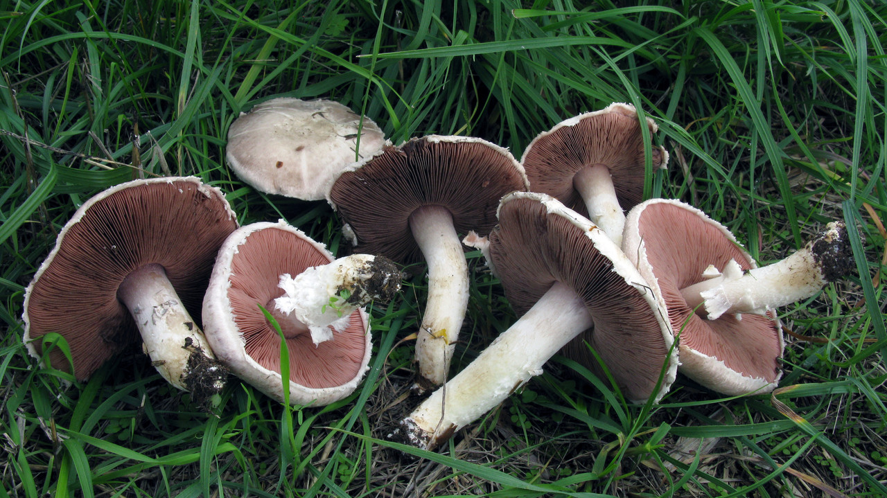Agaricus campestris AWP 20220929 — Postimages