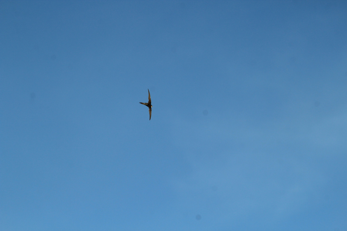 IMG 9036 — Postimages