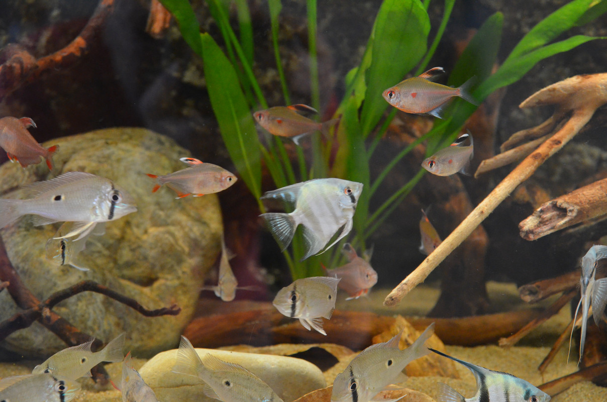 DSC 2253 — Postimages