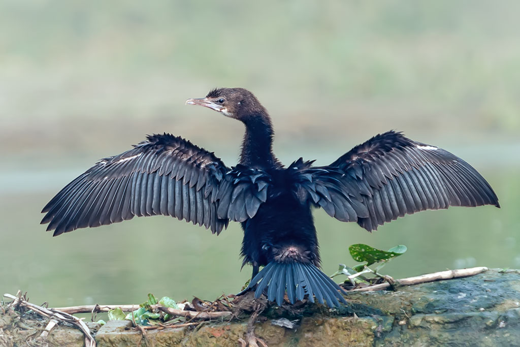 Okhla Bird Sanctuary, Delhi - 2020 (Photos & Reviews)