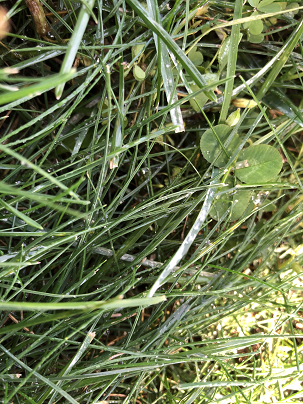 Help! Stringy, flat grass, no soil absorption after NExt usage | Lawn ...