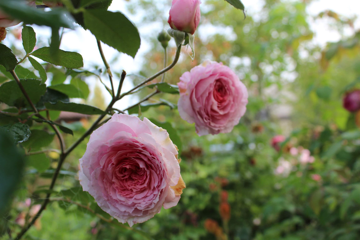 IMG 4731 — Postimages