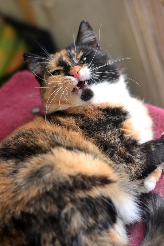 DSC 0604 — Postimages