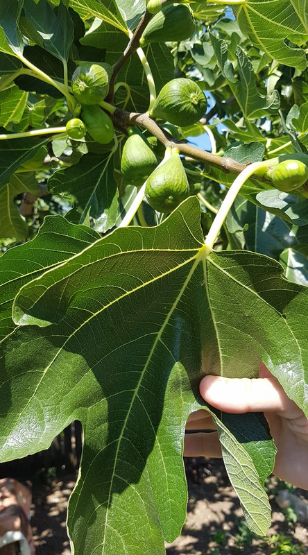 Best Breba varieties? - Ourfigs.com