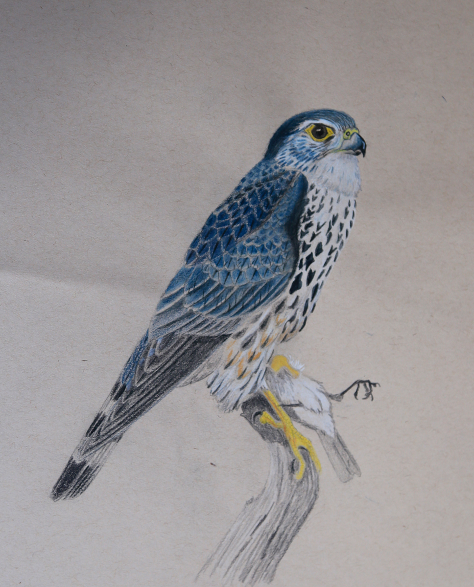 merlin — Postimages