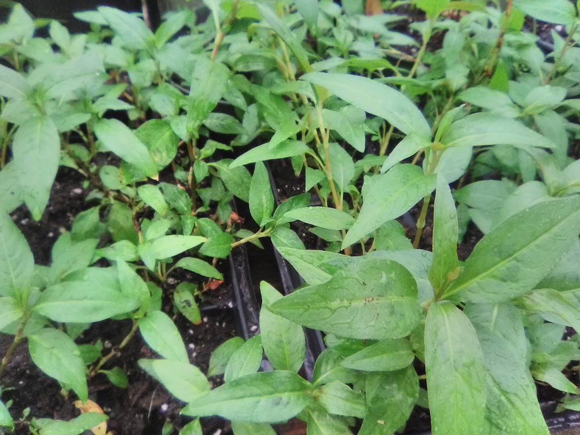 rau ram1 — Postimages