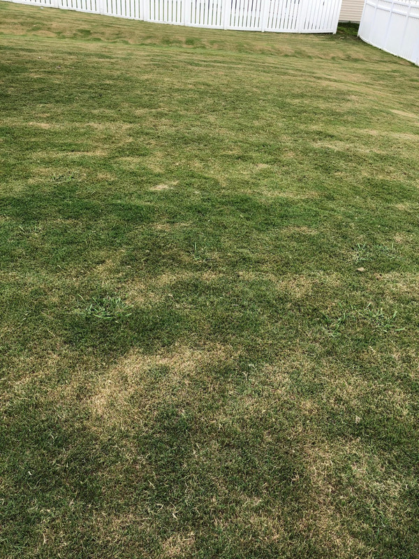 Lawn 2 — Postimages