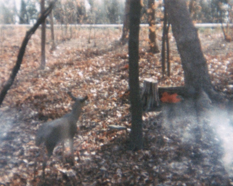 PSA if you've ever wanted a life-sized deer to display at home - $159 ...