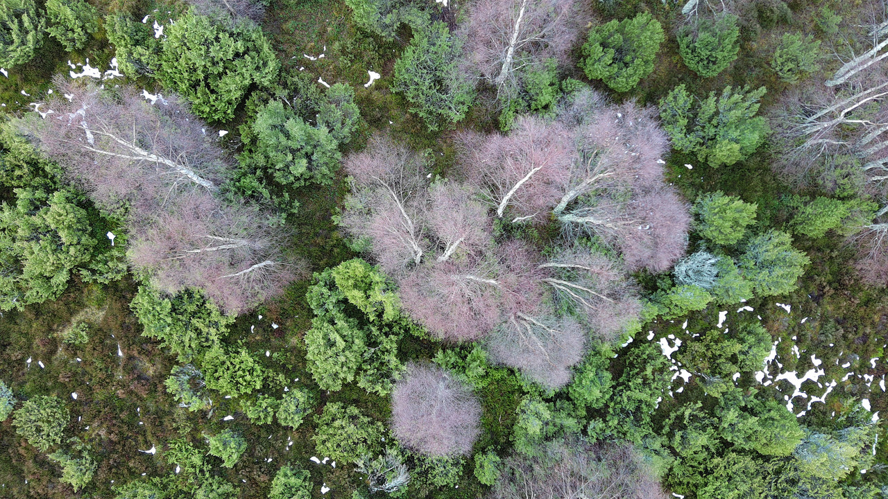 MAX 0243 — Postimages