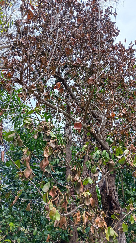 mamey tree 2 — Postimages