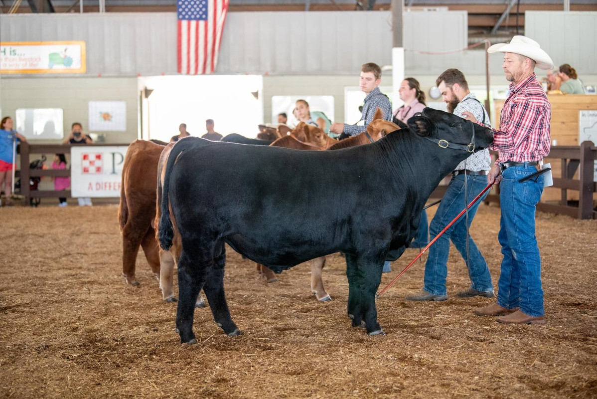 2024 NYSF Macchiato Bull Calf Ch — Postimages