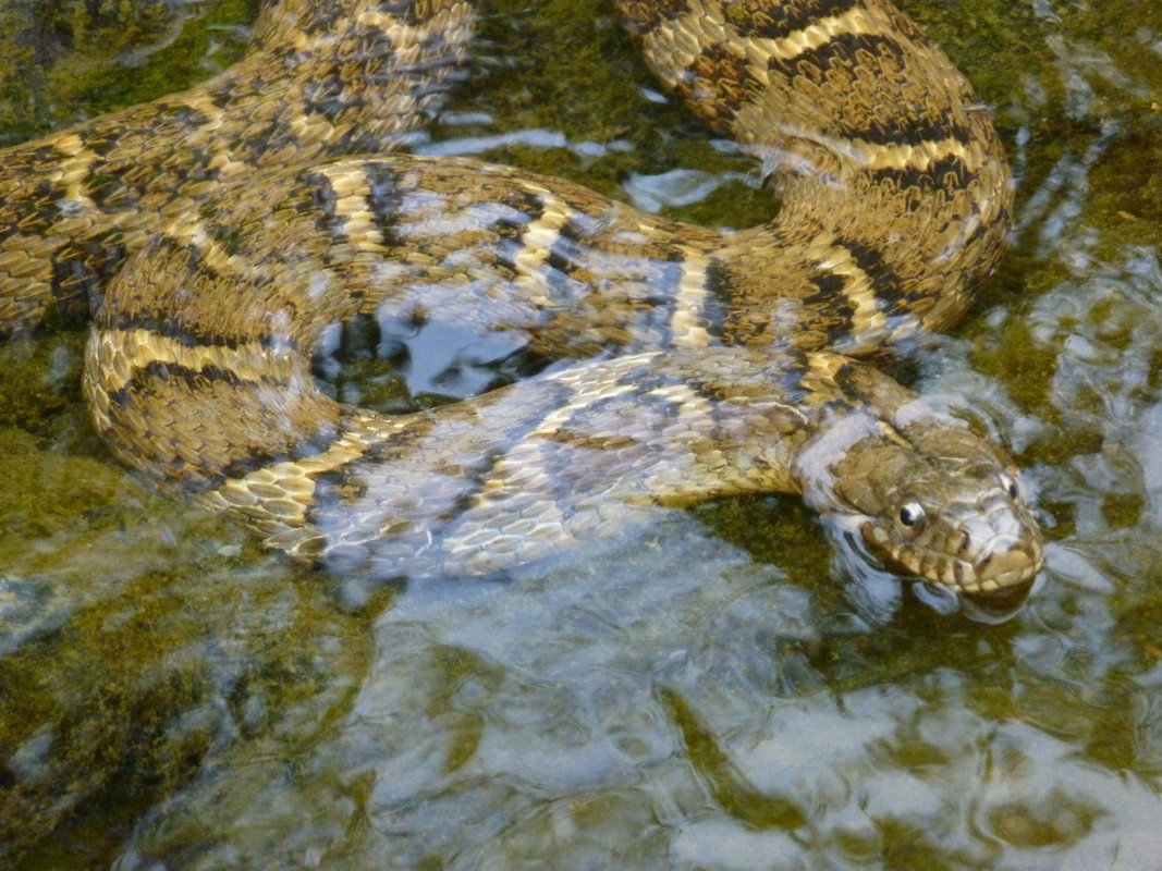 2010 07 09 northern water snake — Postimages