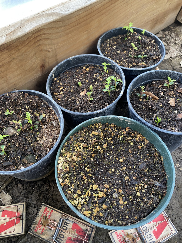 E90 C295 F 790 E 4191 9 EC5 F97 B02 A711 D7 — Postimages