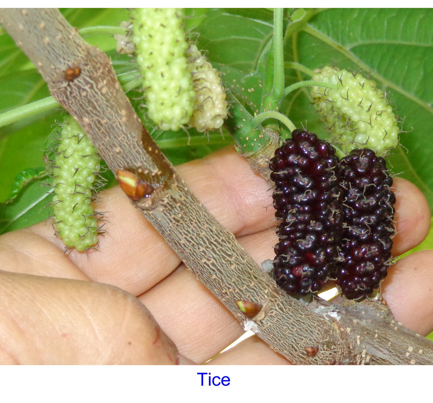 Purple Mulberry Identification help