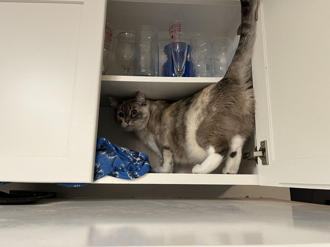 I work at an animal shelter; Heres the cats that have been with us the ...