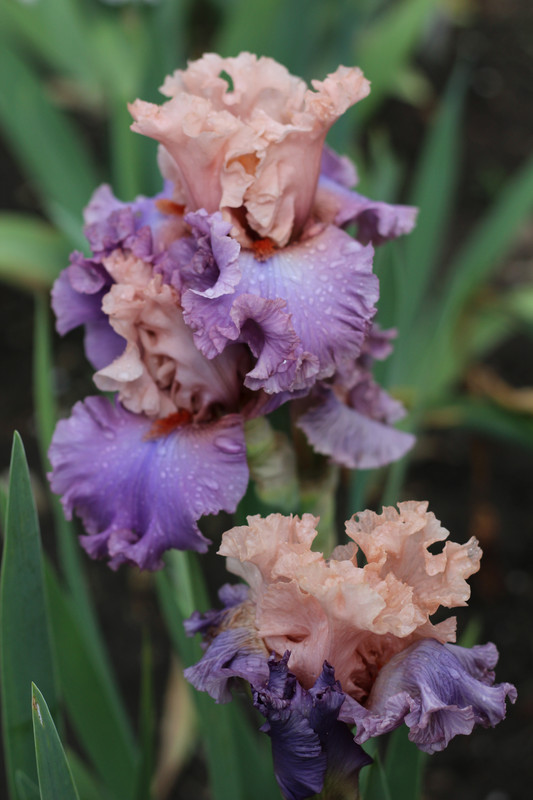 Irises 2020 III — Postimages