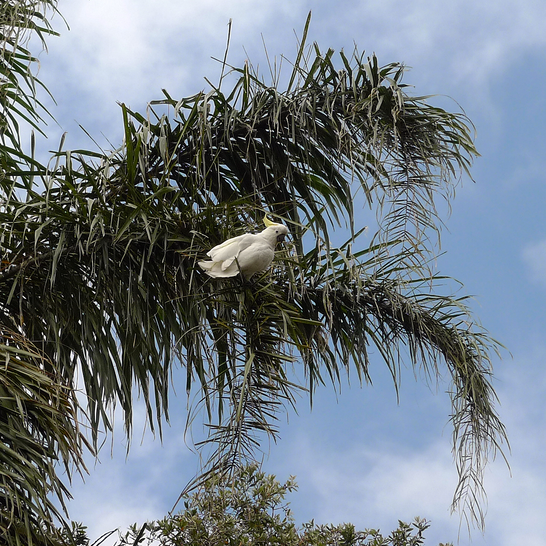 bird2 — Postimages