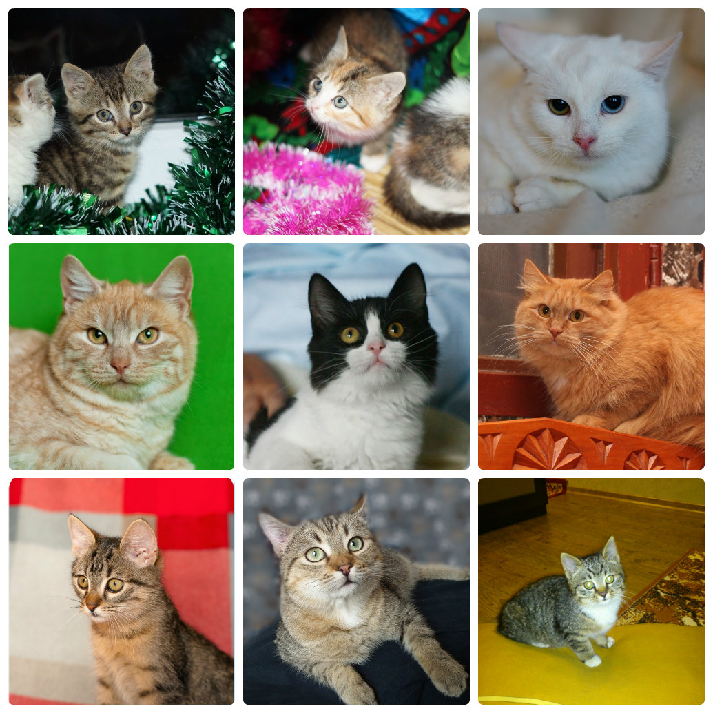 collage photocat8 — Postimages