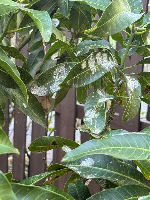 Mango disease area — Postimages