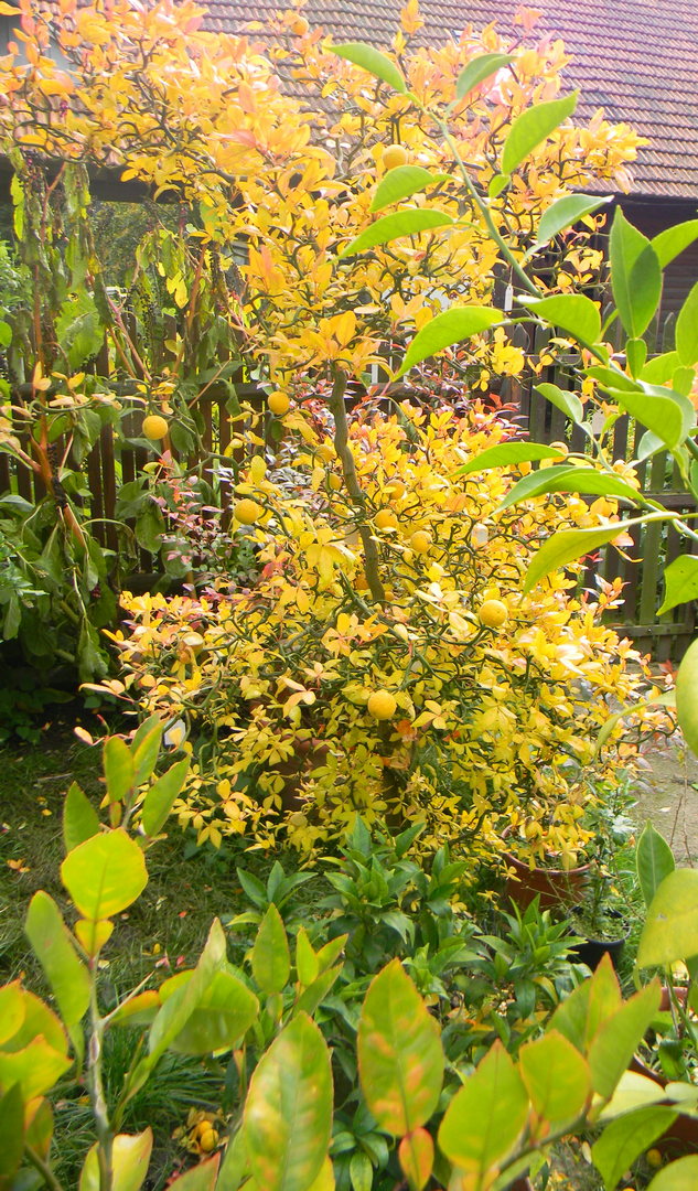 fd cely 2022 — Postimages