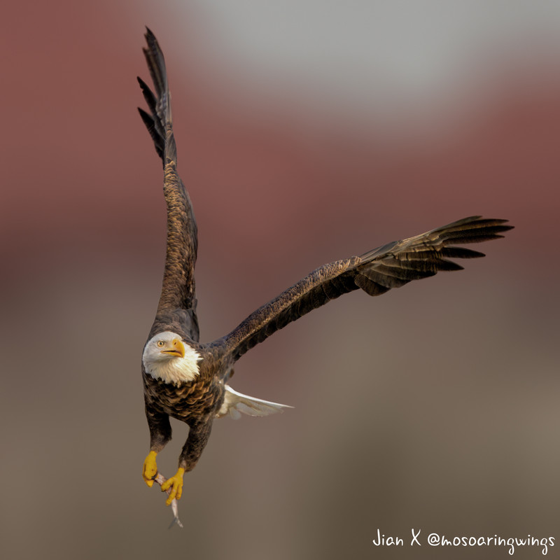 Z8 W7629 SW — Postimages