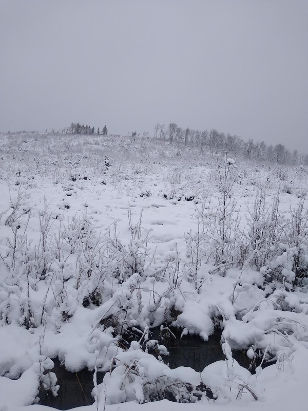 Clear cut — Postimages