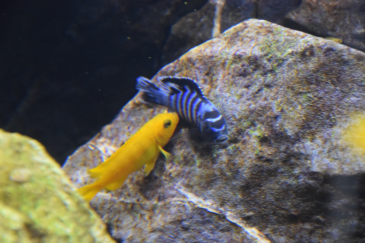 DSC 0299 — Postimages