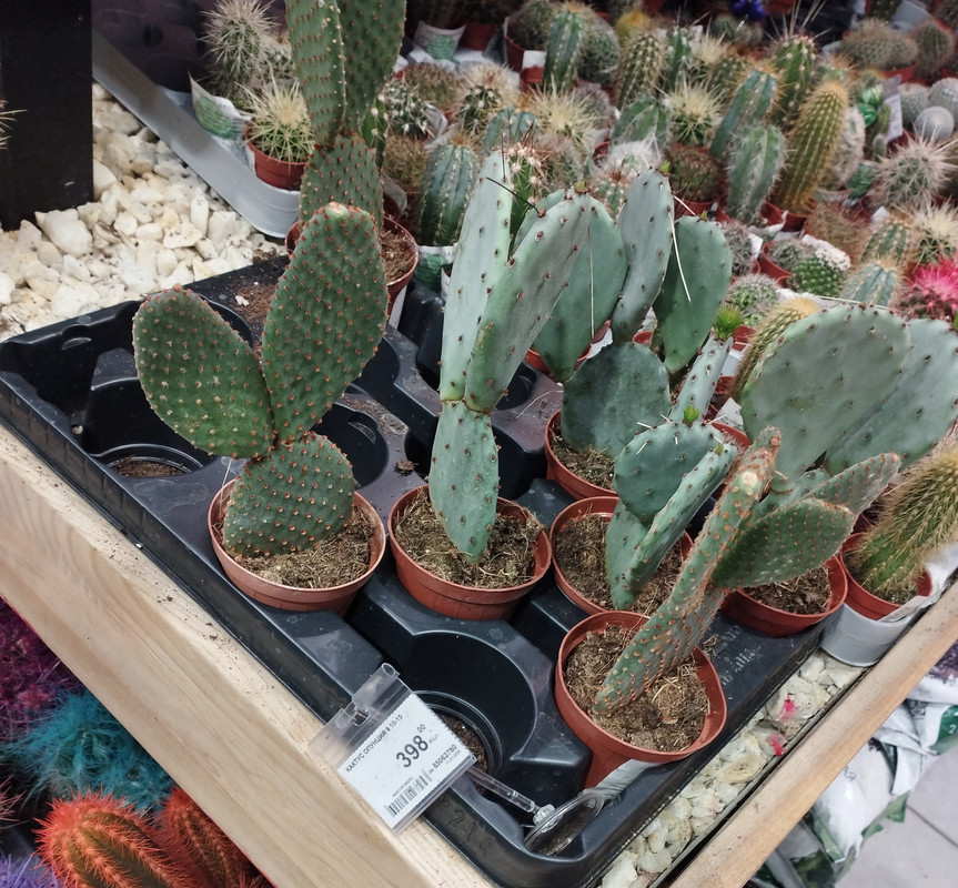 IMG 20250127 222333 — Postimages