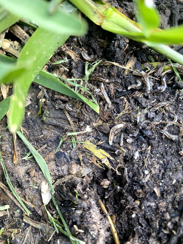 Sod Webworm Identification | Lawn Care Forum