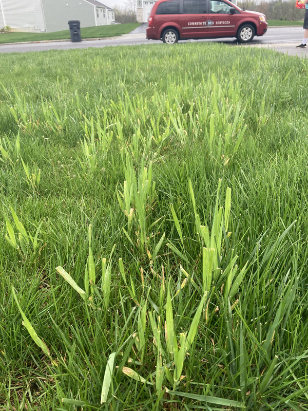 Help with grassy weed Ohio - annual ryegrass? | Lawn Care Forum