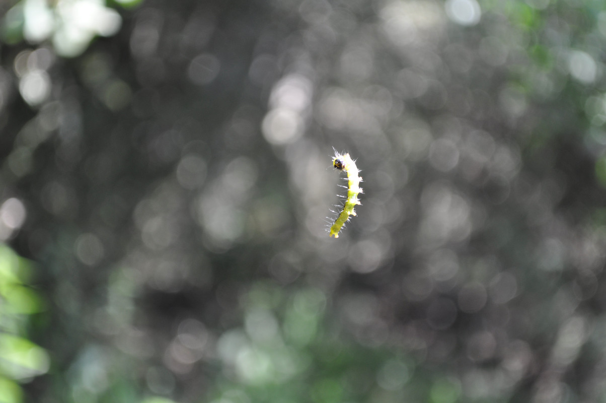 DSC 3603 — Postimages