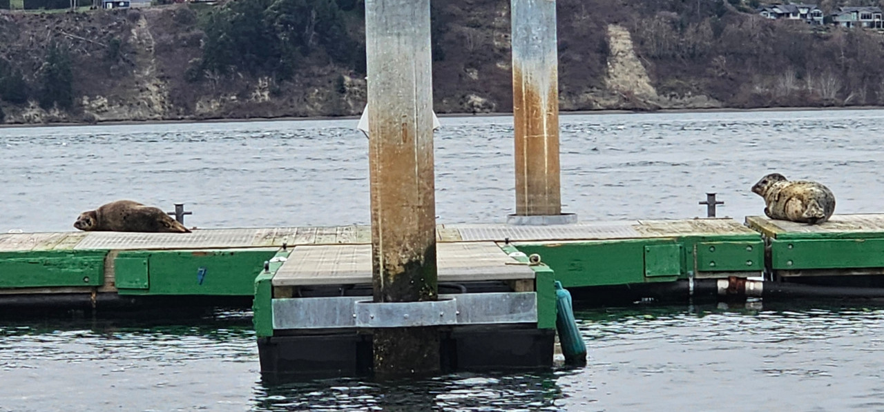 Screenshot 20240312 220703 Gallery — Postimages