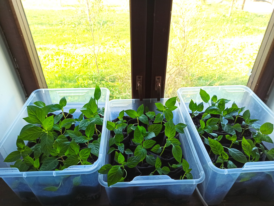 IMG 20220518 072041 — Postimages