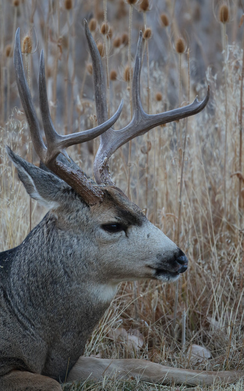 Cookie's 2018 mule deer run: pics - 24hourcampfire