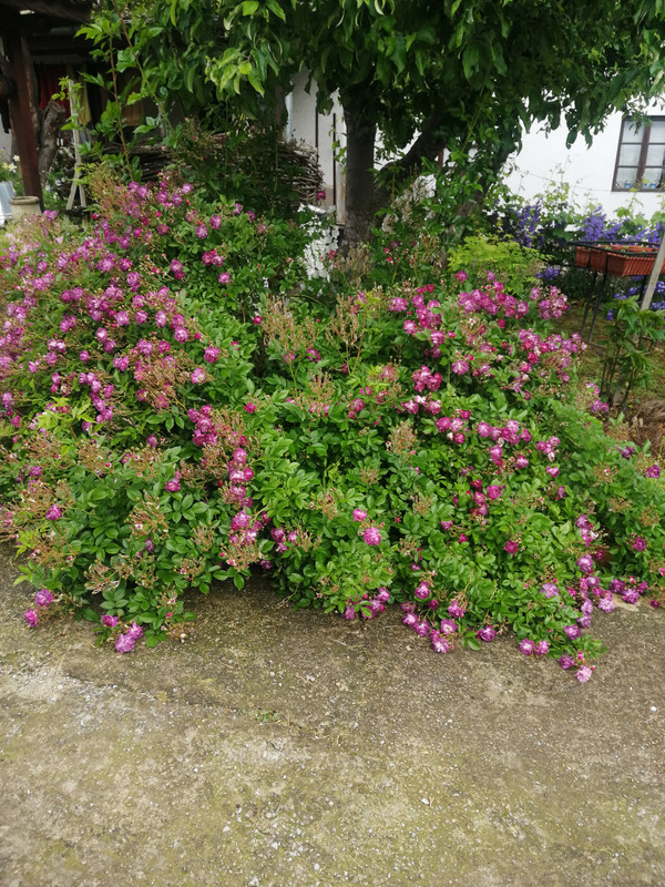 IMG 20240517 074421 — Postimages