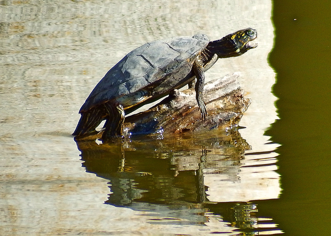 Boerne Turtle 6 — Postimages