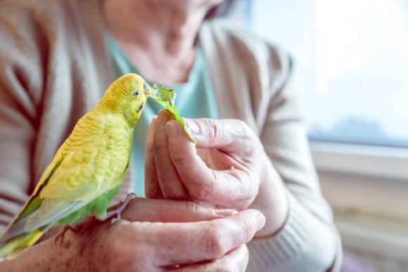 How To Identify If Your Bird's Poop Is Fit - TWENTY HANDS