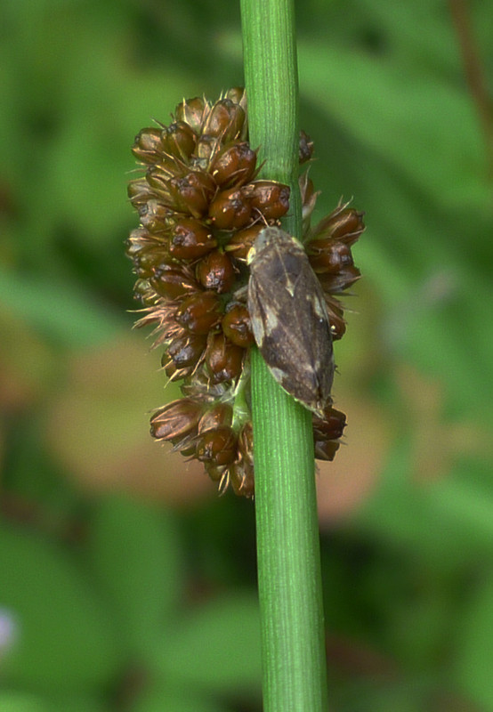 un ID insect3 (2016 05 25 16 48 18 UTC) — Postimages