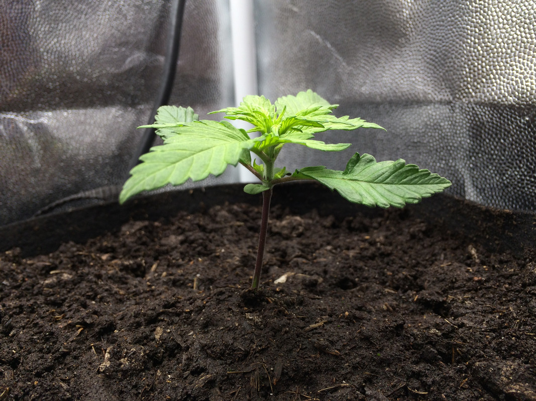 IMG 0587 — Postimages