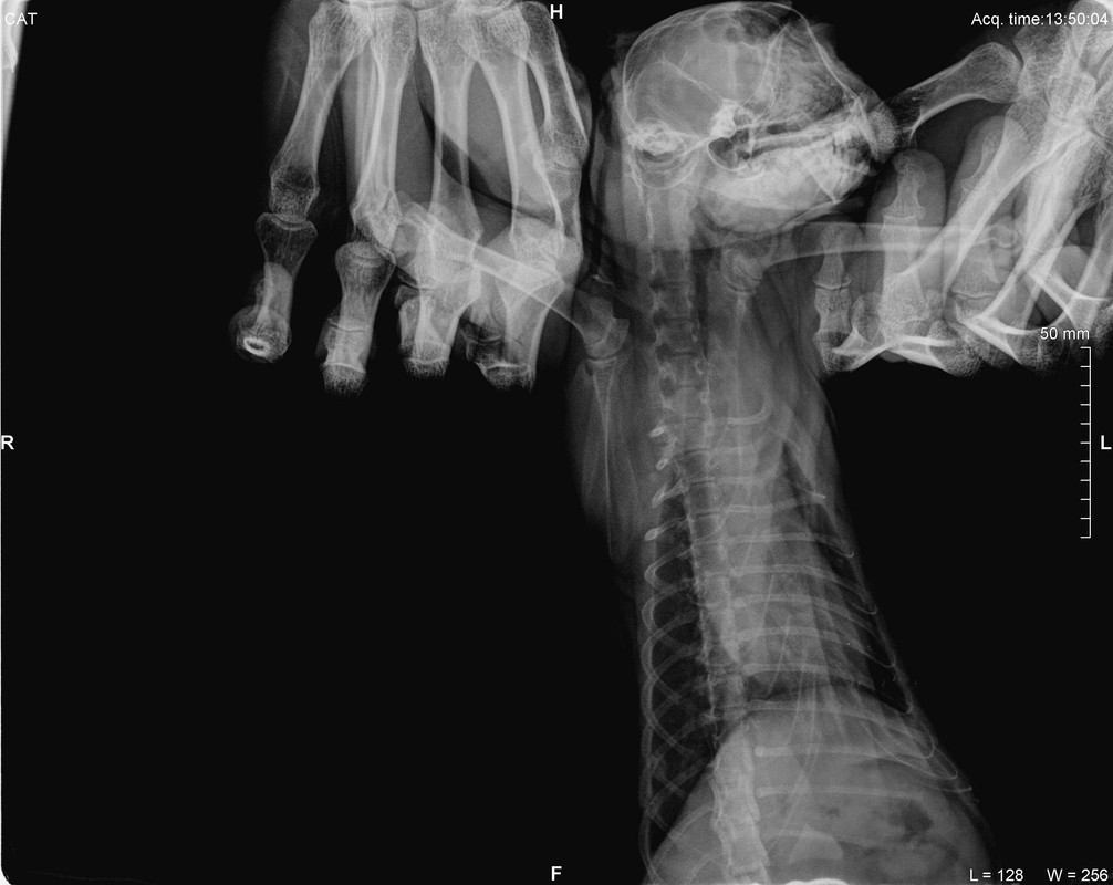 CAT CR 20210501 135004 1 — Postimages