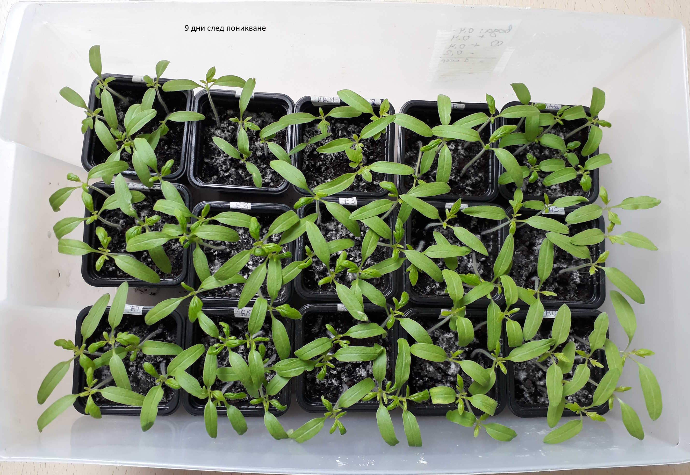 S1 2023 0216 0301 9dni — Postimages