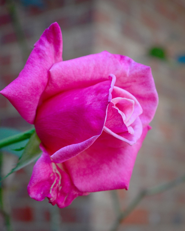 K3 18 50 Rose 2 — Postimages