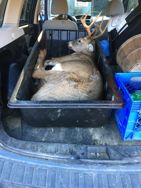 Deer sled recommendations | The HuntingPA.com Outdoor Community