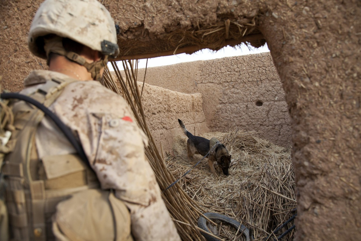 USMC K9 Marine Air Ground Task Force Crisis Response Central Co ...
