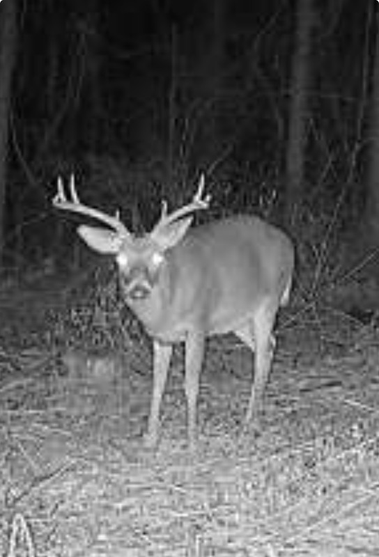 IMG 0273 — Postimages