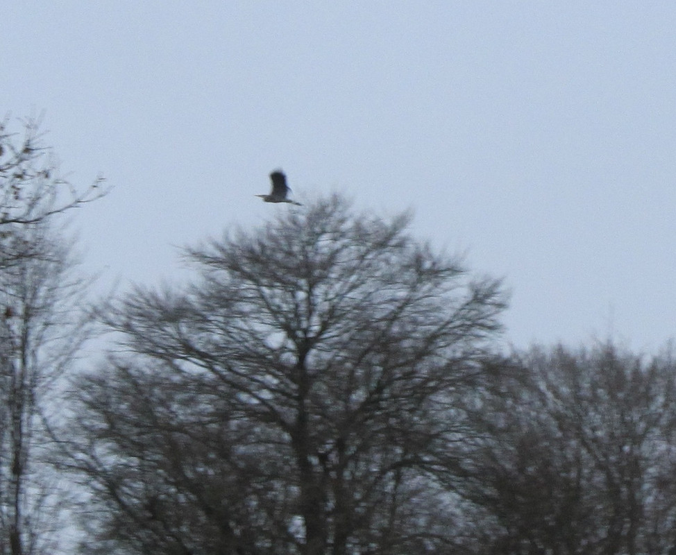 heron — Postimages